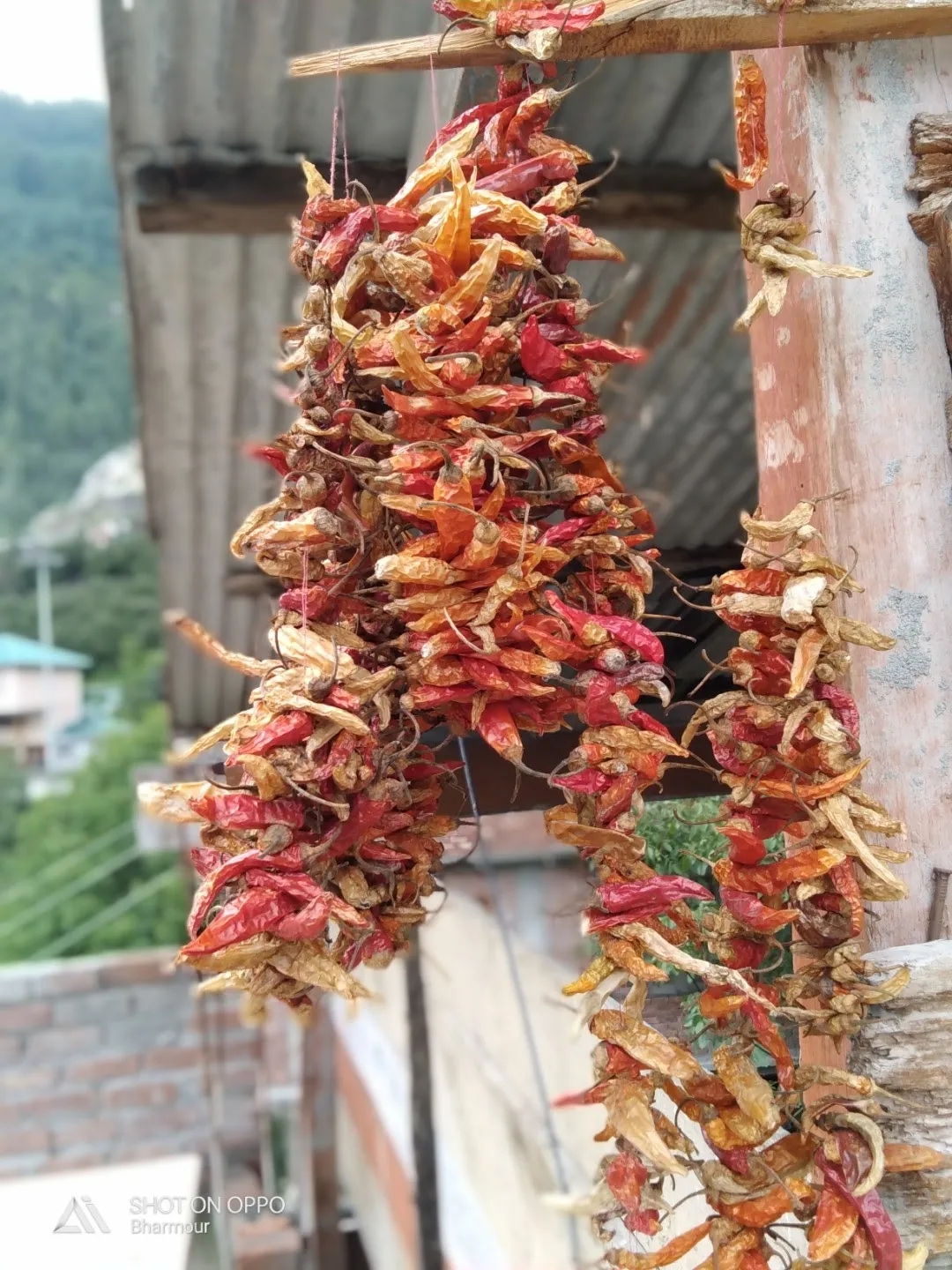 ( Cheap ) Chillis and Aflatoxins! - Grounded Foods